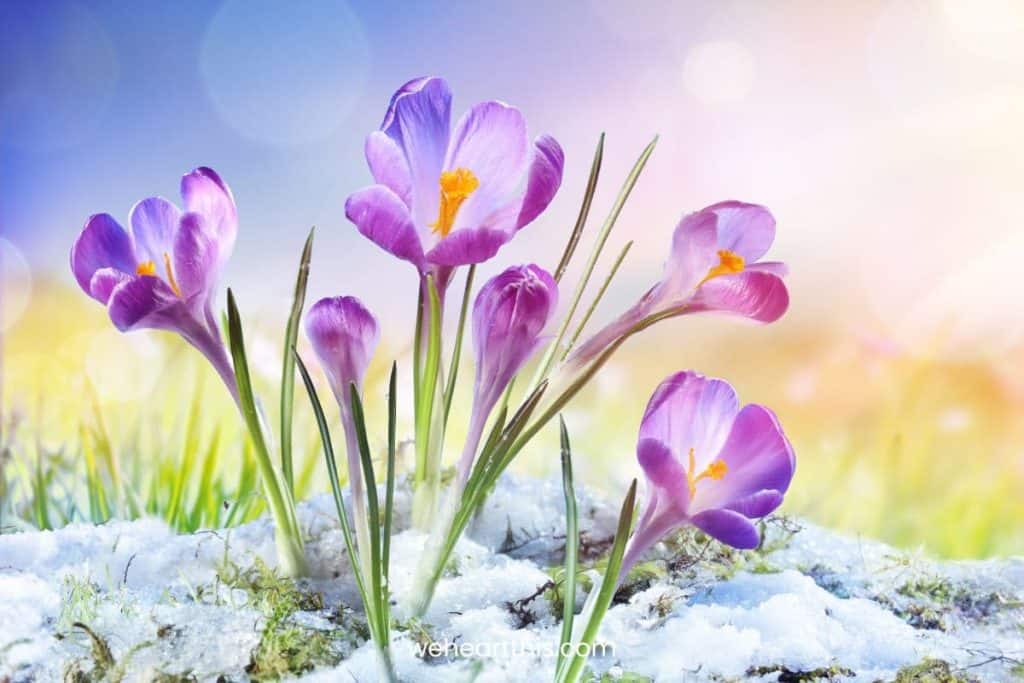 Light Spring Color Palette: Makeup, Hair, and Fashion Guide